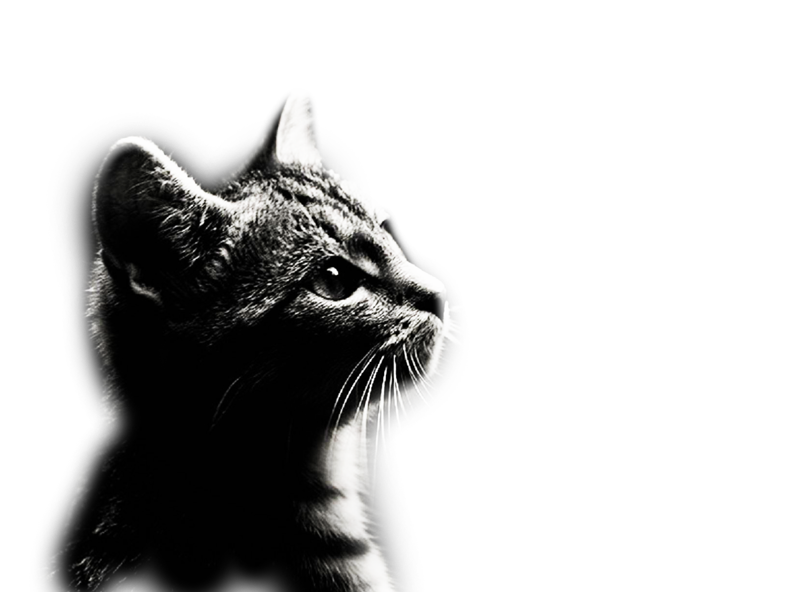 La Casa del Gato Gazzu – Otro sitio realizado con WordPress