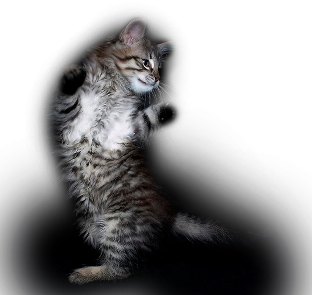 Servicio – La Casa del Gato Gazzu